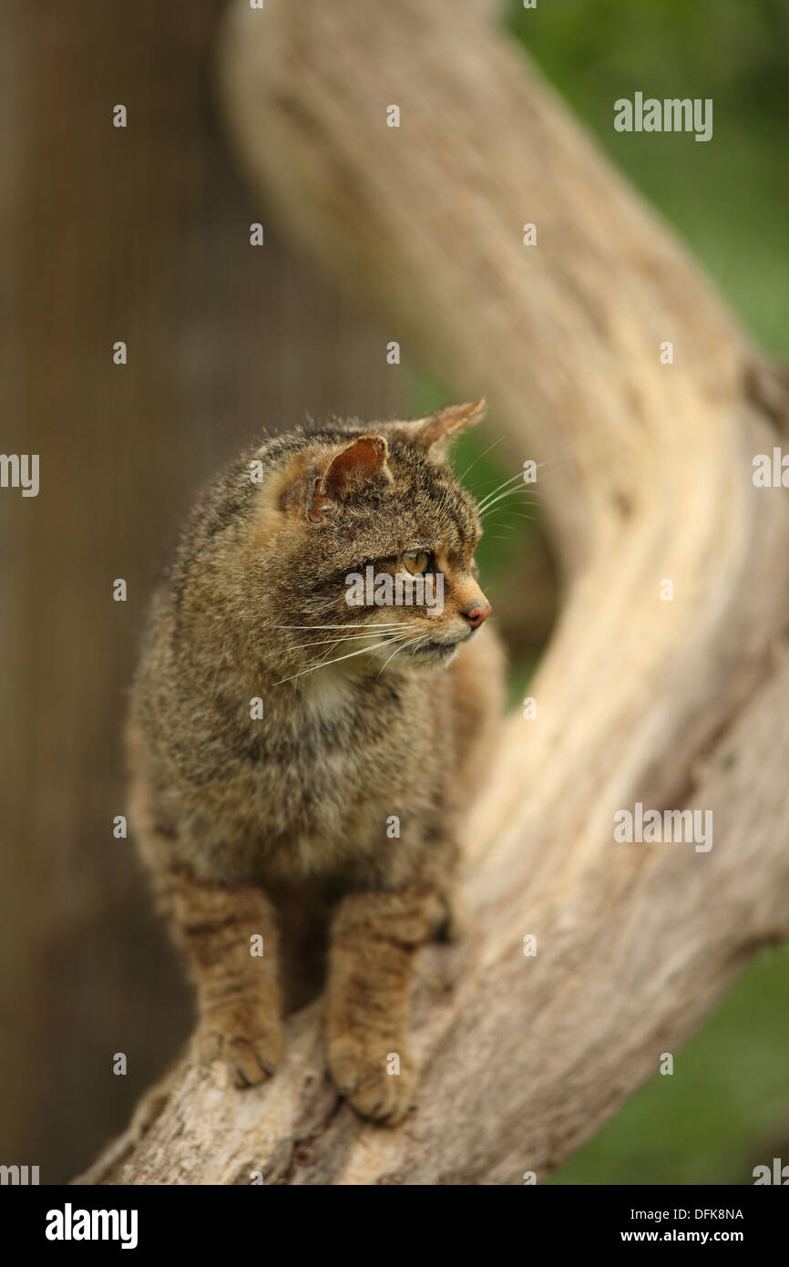 Scottish Wildcat Kittens Stock Photos & Scottish Wildcat Kittens Stock ...