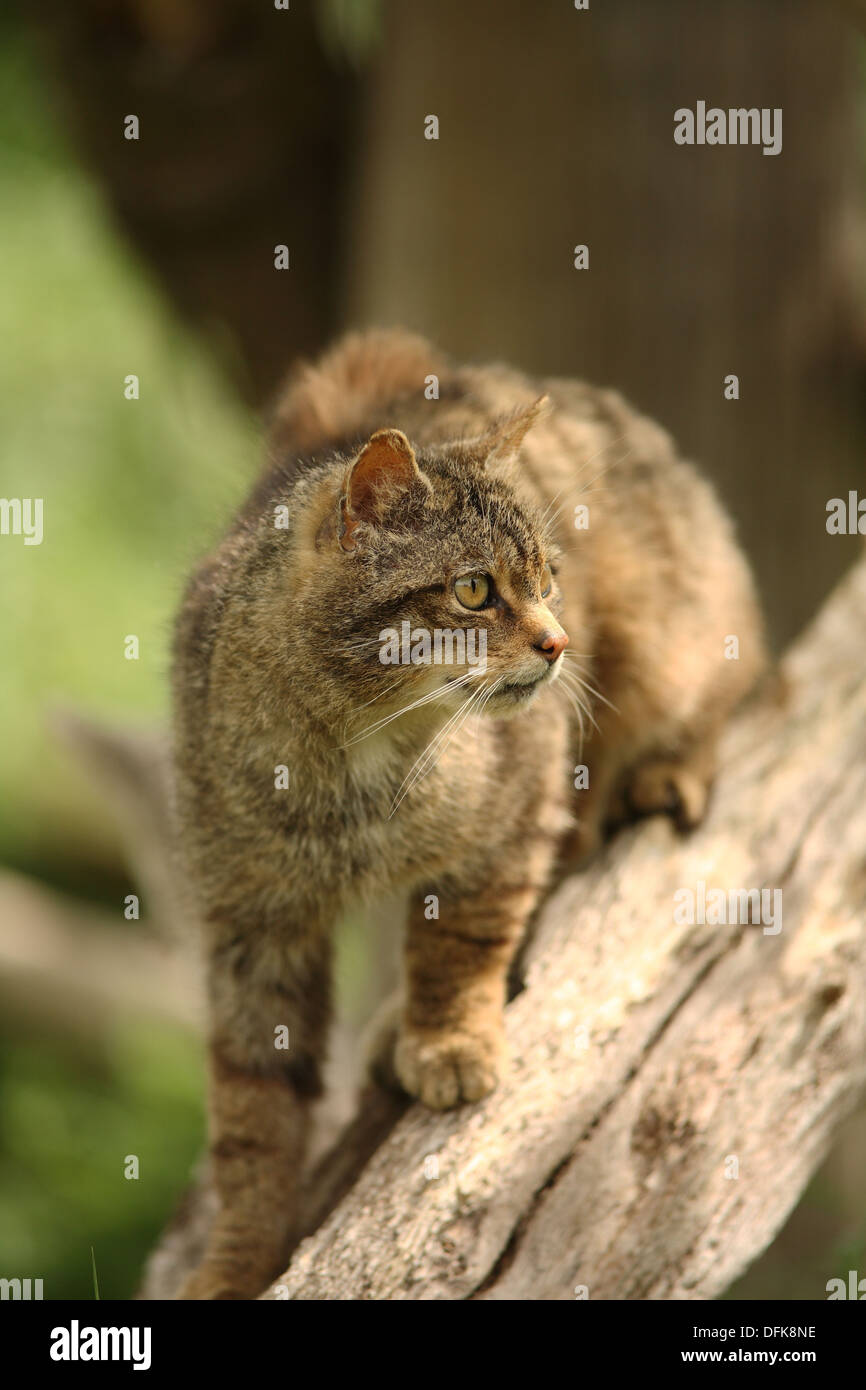 Scottish Wildcat Conservation High Resolution Stock Photography and ...