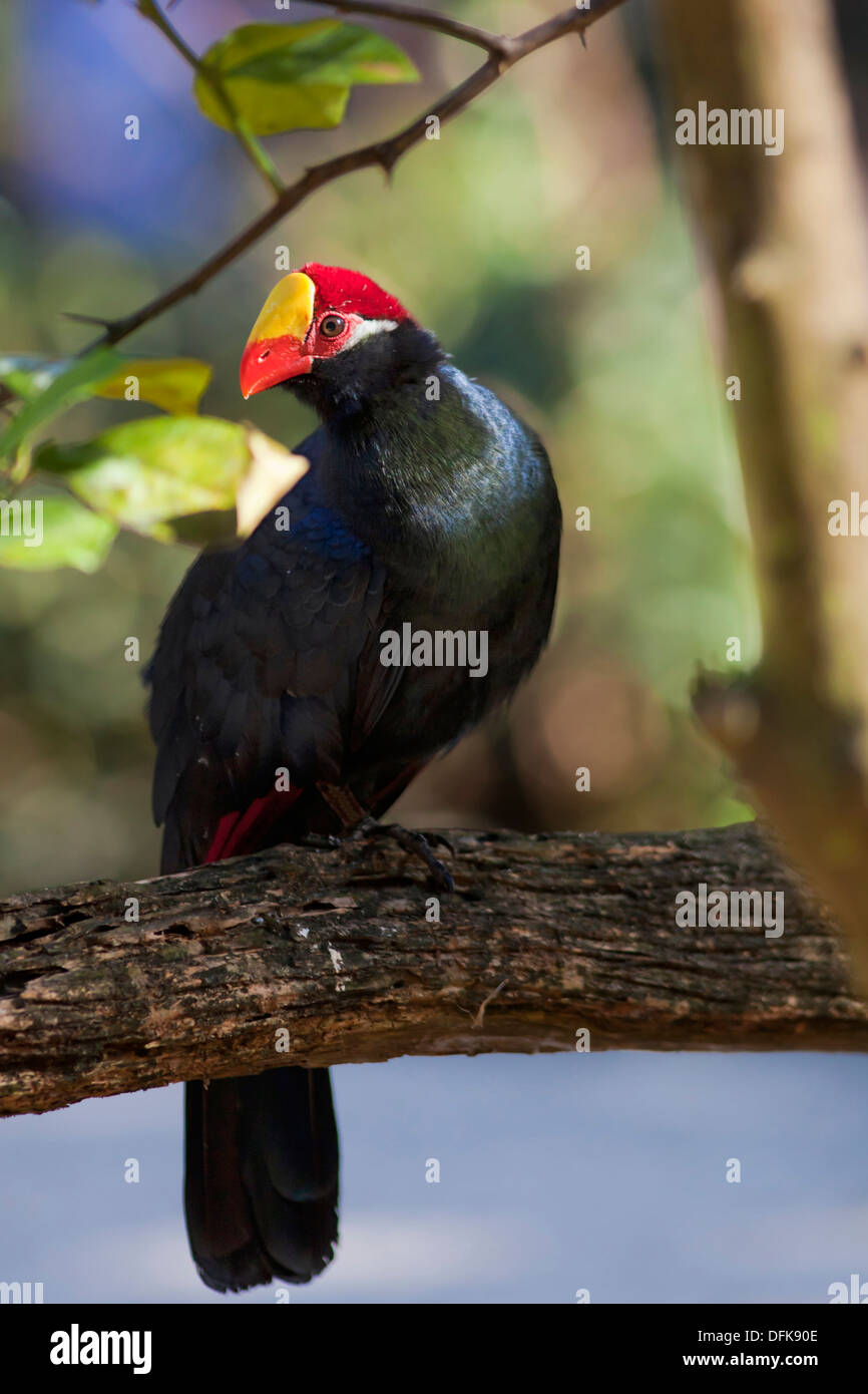 Violet Turaco (Musophaga violacea) - Africa Stock Photo - Alamy