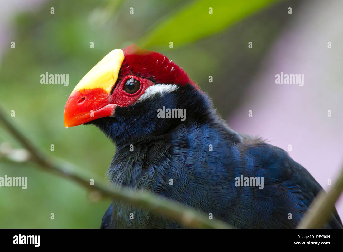 Turaco violet hi-res stock photography and images - Alamy