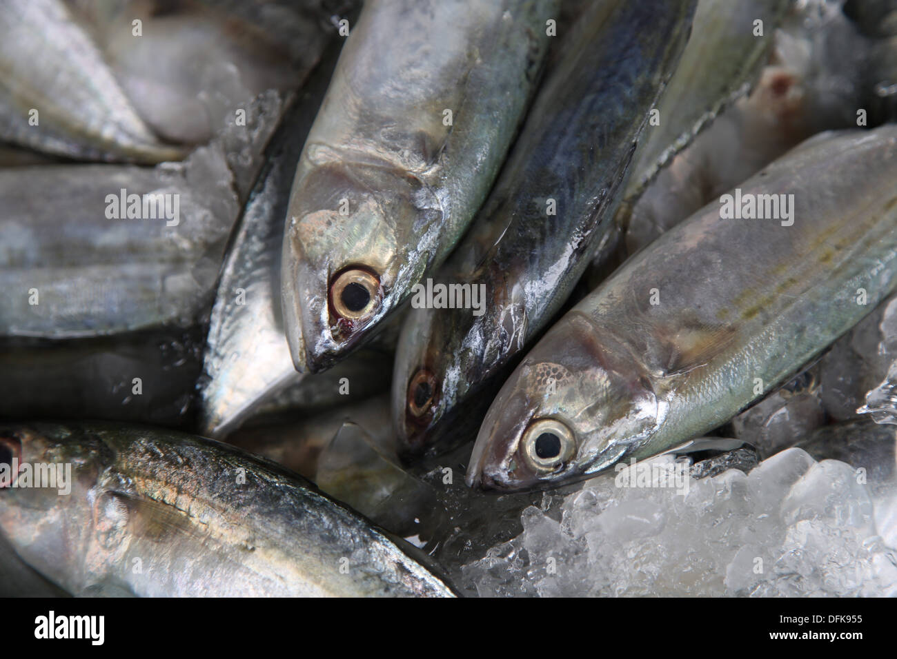 Fish for sale, Koh Samui, Thailand Stock Photo - Alamy