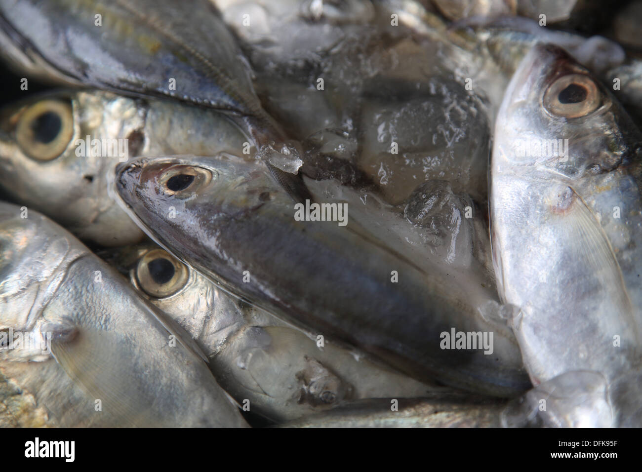 Fish for sale, Koh Samui, Thailand Stock Photo - Alamy