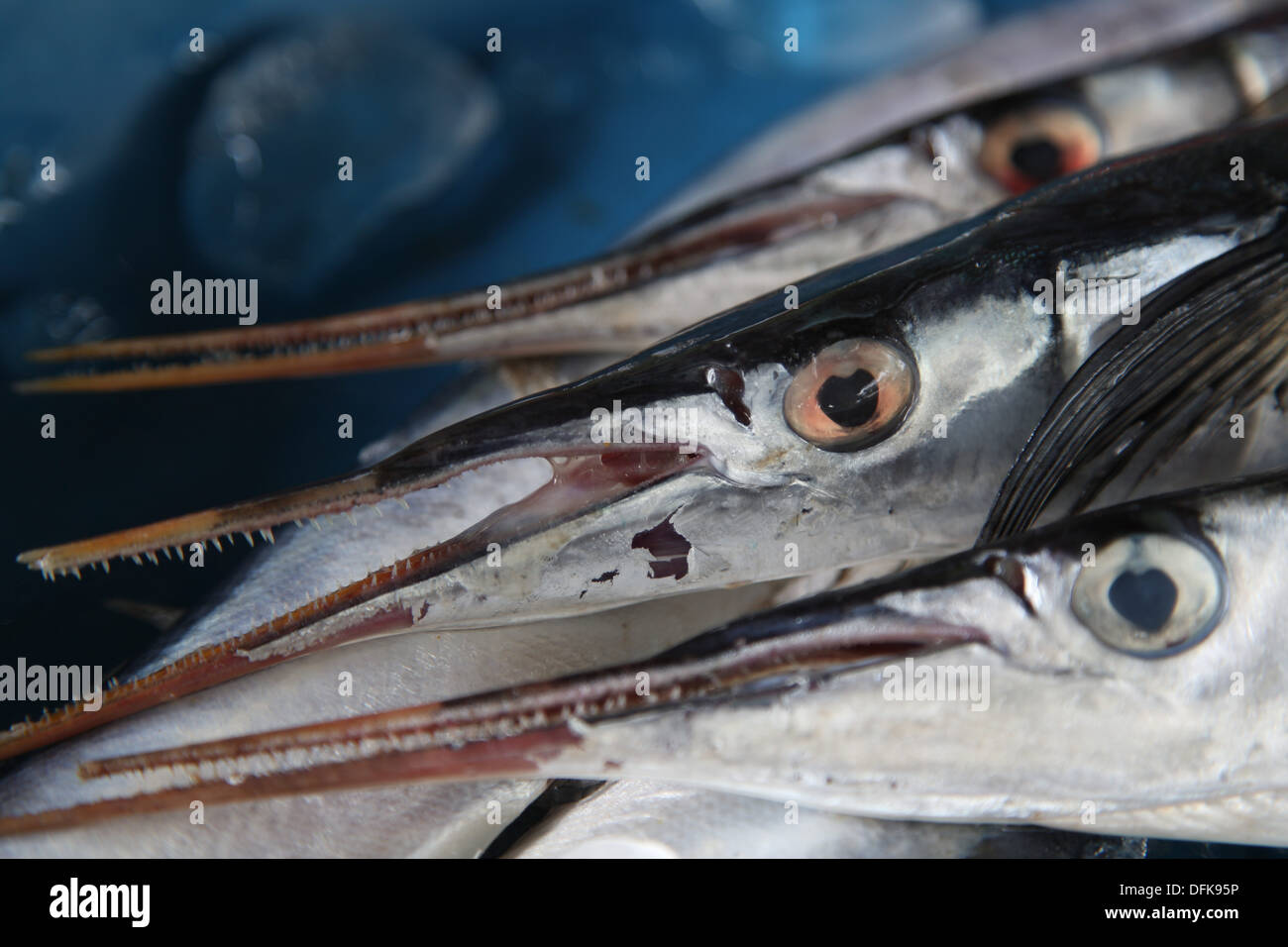 Half Beak fish, Koh Samui, Thailand Stock Photo - Alamy