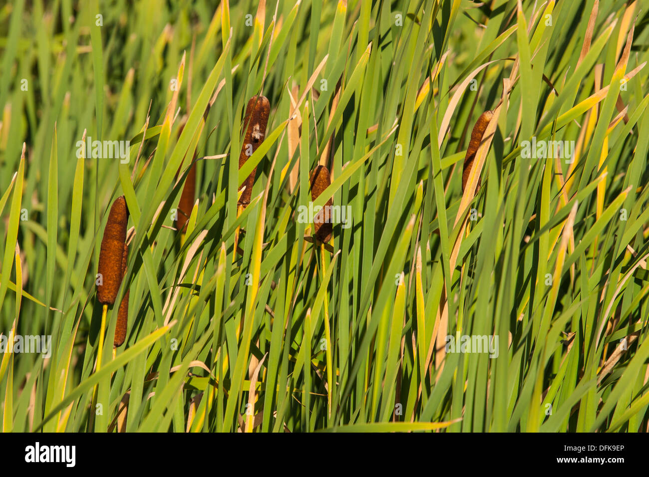 dock and bullrushes Alpine Meadows Resort Wells Gray Provincial Park ...