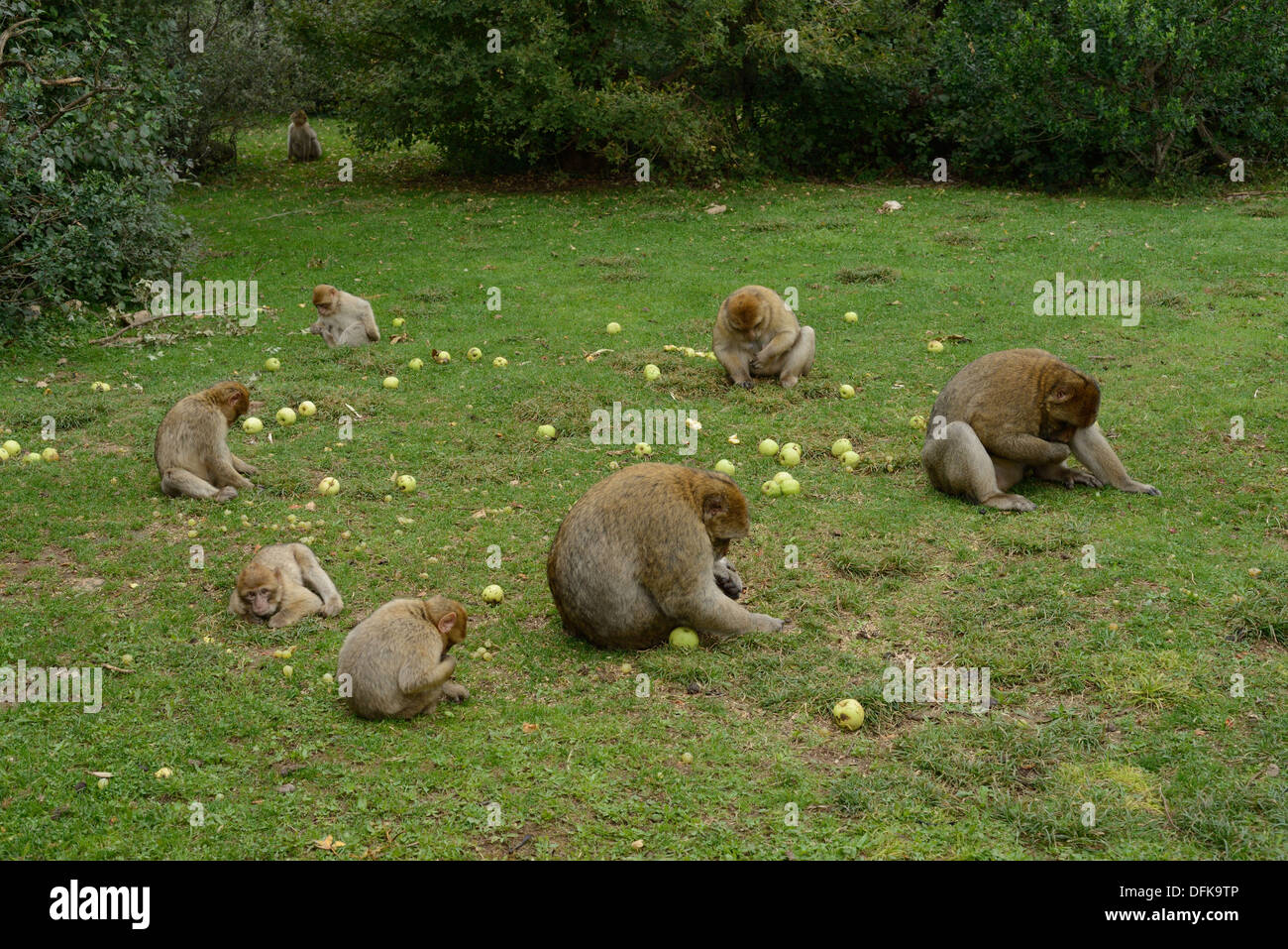 Monkey pack hi-res stock photography and images - Alamy