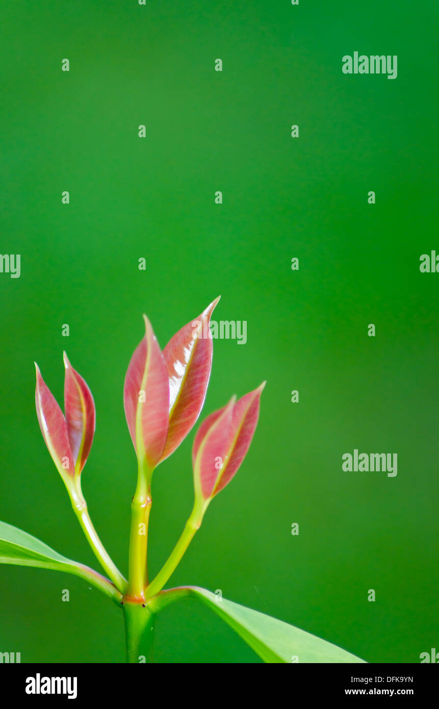 Red new leaf growth hi-res stock photography and images - Alamy