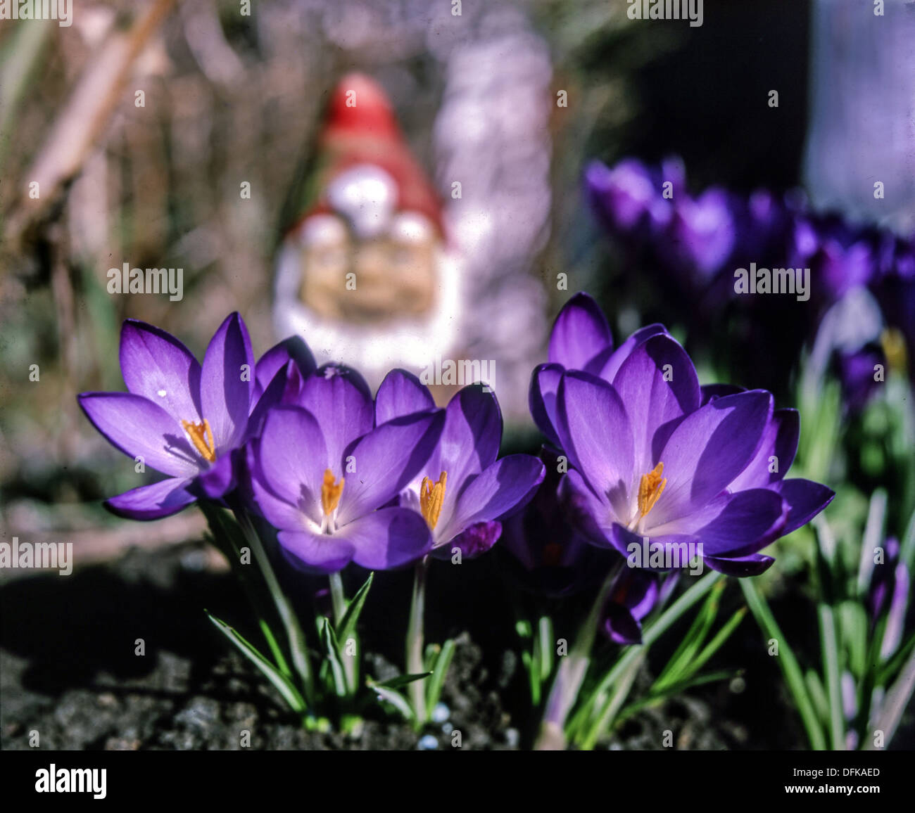 A Display of poppy/s at Plymouth Hoe UK Stock Photo - Alamy