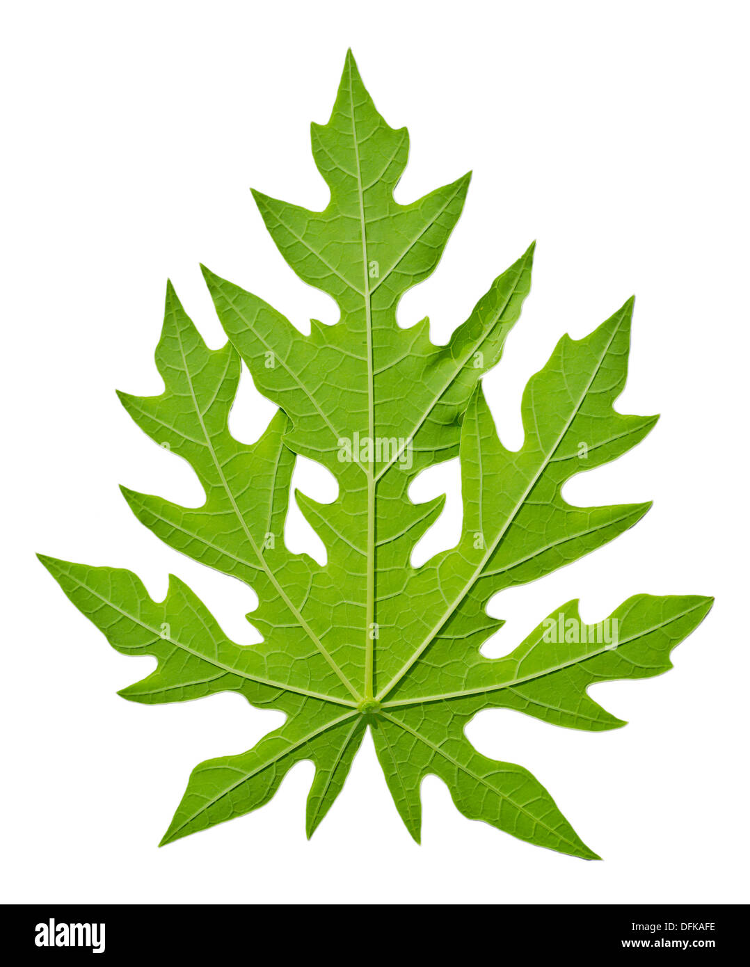 Papaya Leaf Stock Photos & Papaya Leaf Stock Images - Alamy