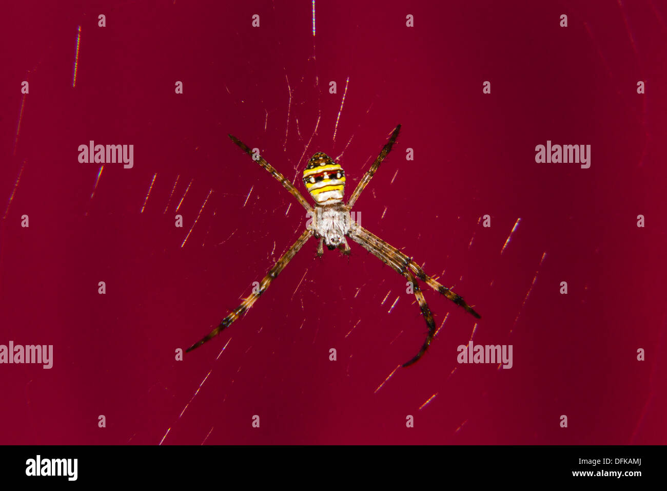 Spider Red background Stock Photo - Alamy