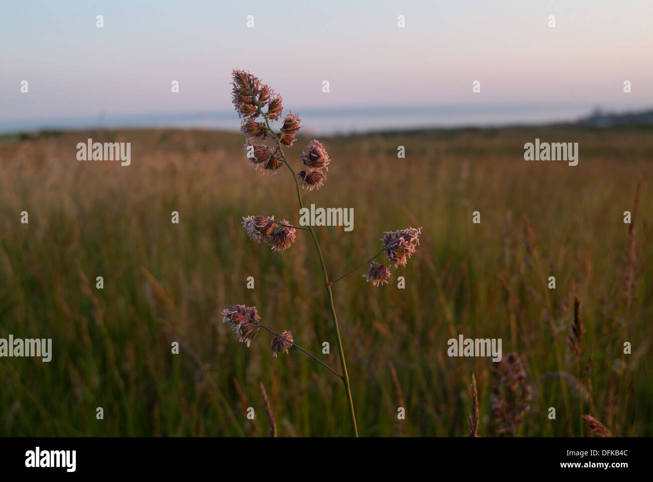 Grasses field hi-res stock photography and images - Alamy