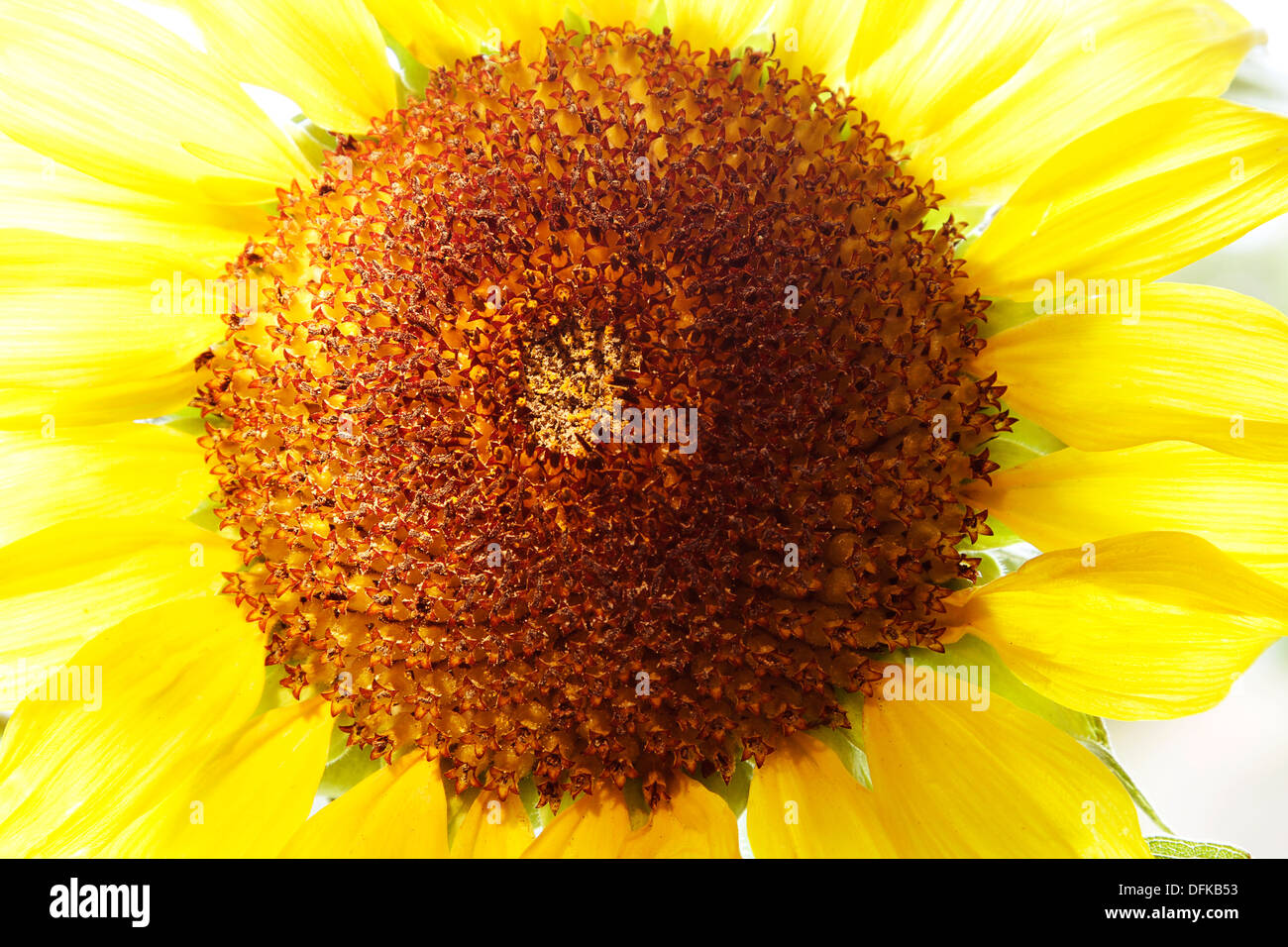Closeup flower head hi-res stock photography and images - Alamy