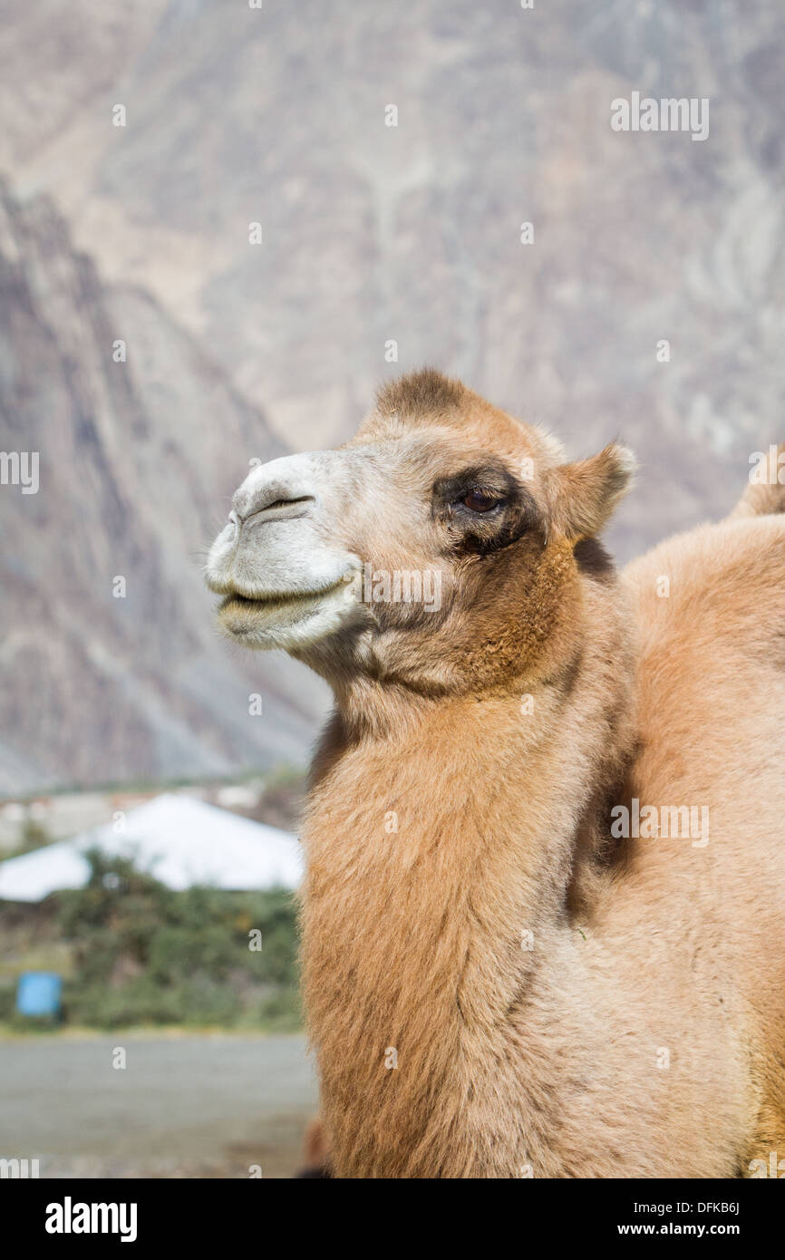 Camels in the desert in the middle of the Indian Himalayas Stock Photo ...