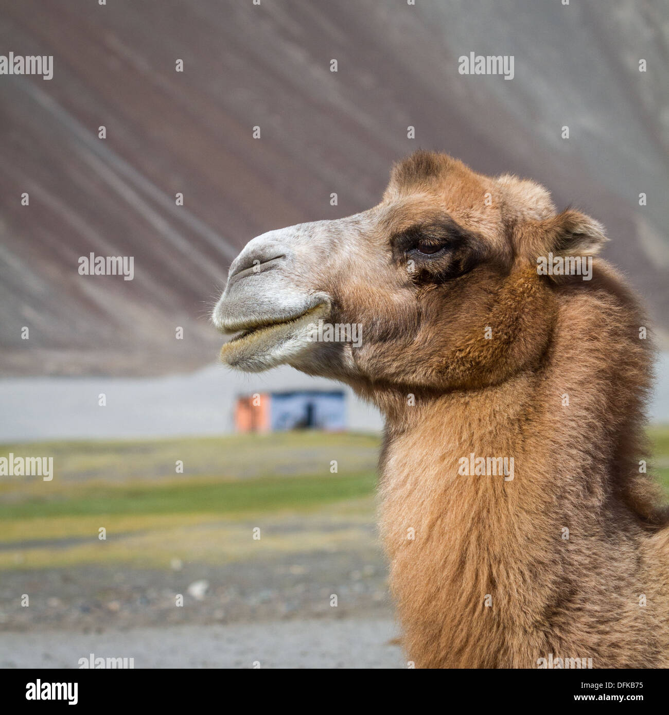 Camels in the desert in the middle of the Indian Himalayas Stock Photo ...