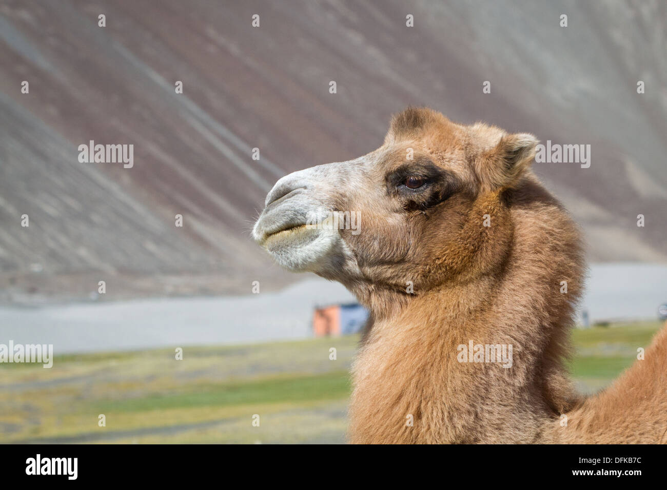 Camels in the desert in the middle of the Indian Himalayas Stock Photo ...