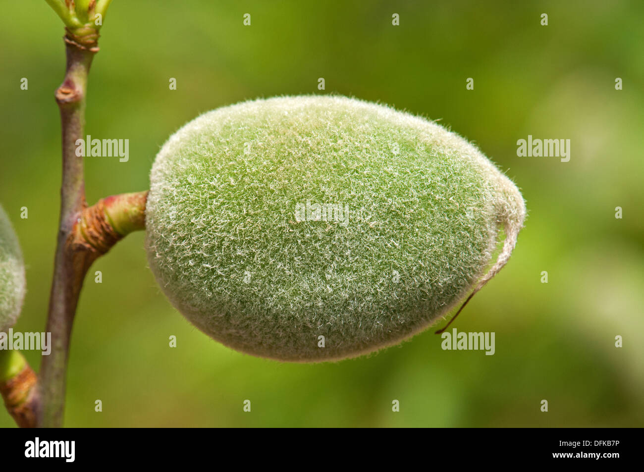 Almond fruit Stock Photo - Alamy