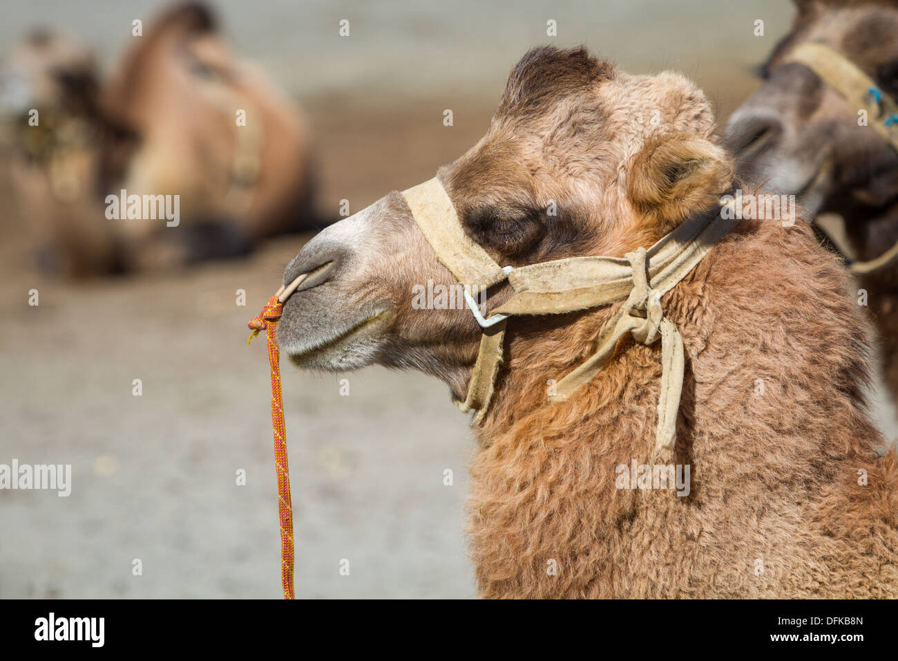 Camels in the desert in the middle of the Indian Himalayas Stock Photo ...