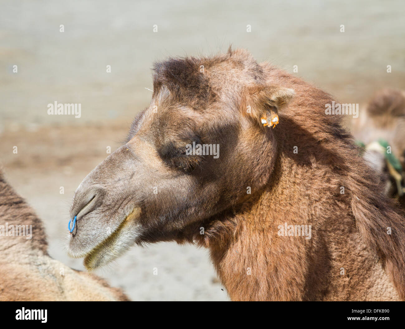 Camels in the desert in the middle of the Indian Himalayas Stock Photo ...