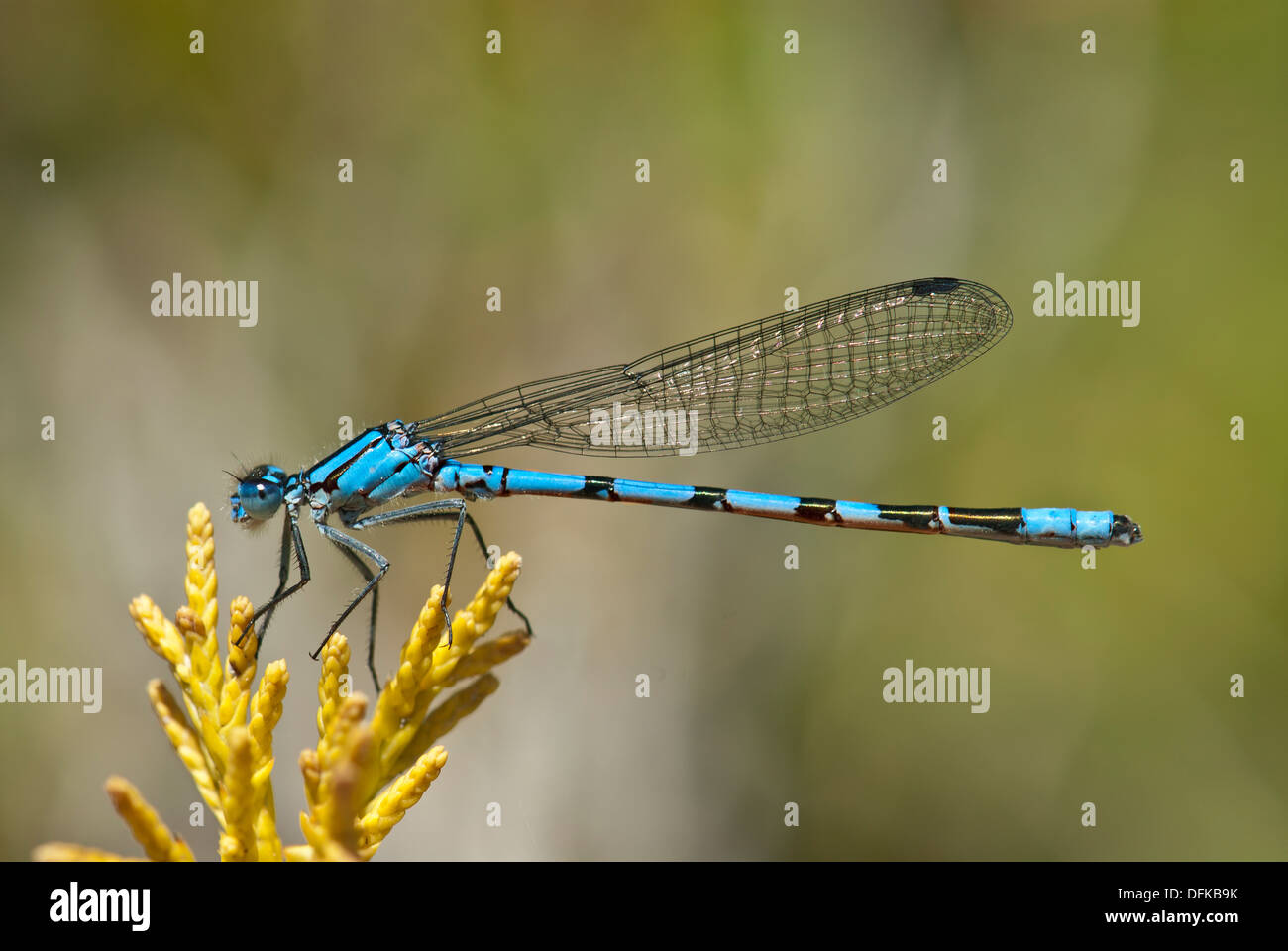 Azure damselfly hi-res stock photography and images - Alamy