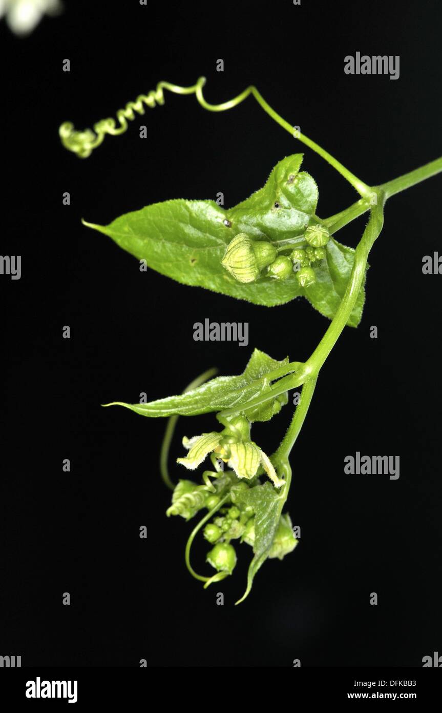 Plant climbing stem bryonia dioica hi-res stock photography and images ...