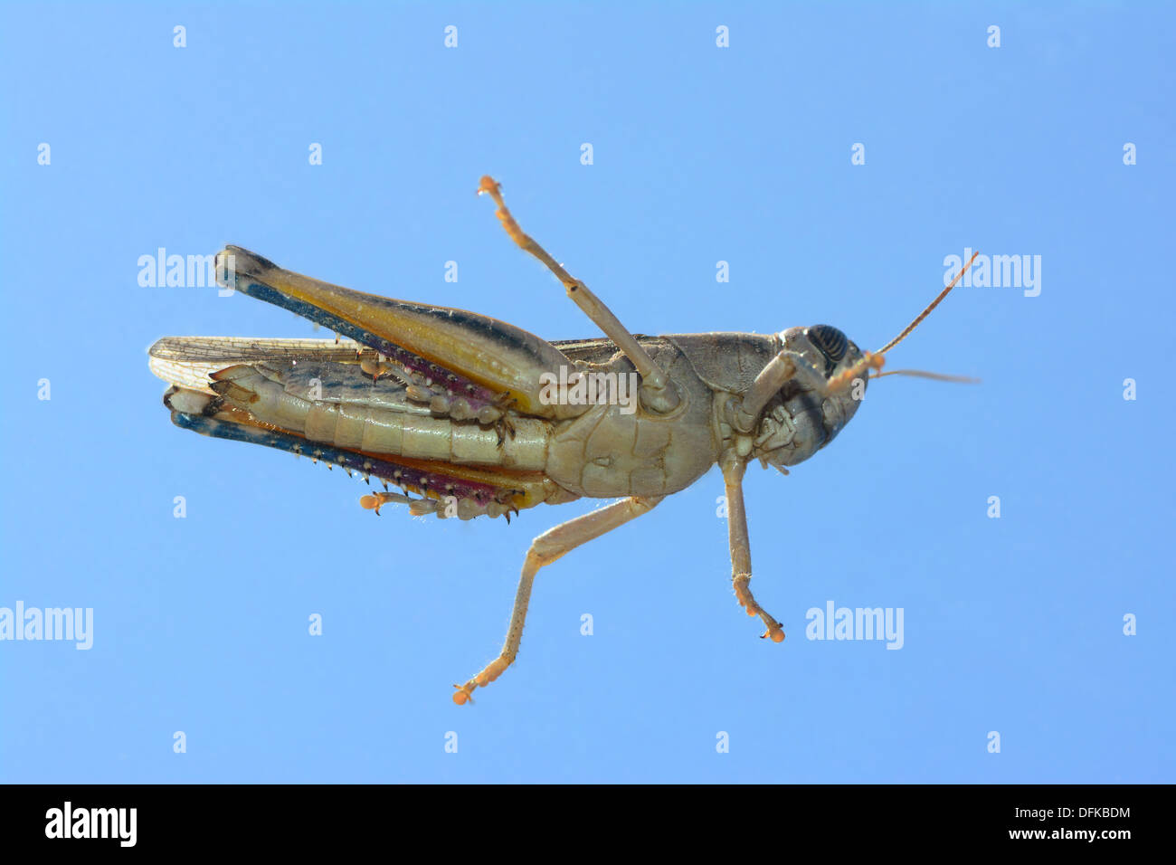 Grasshopper from below Stock Photo - Alamy