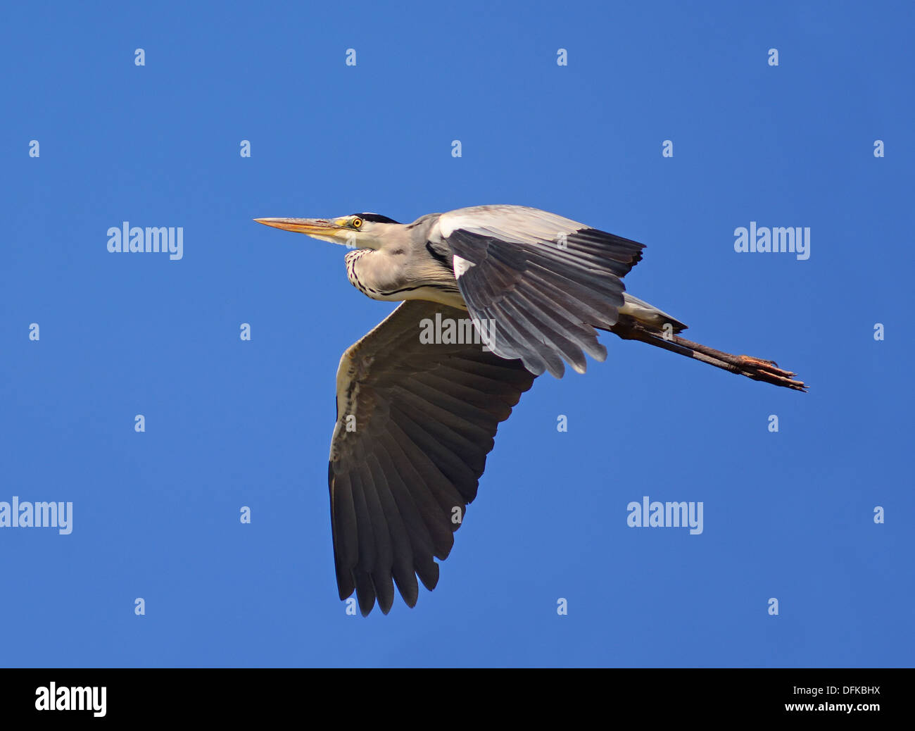 Grey Heron flying Stock Photo - Alamy