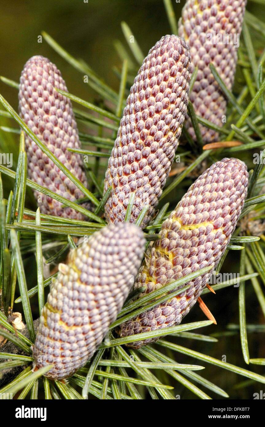 Cedrus libani cone hi-res stock photography and images - Alamy