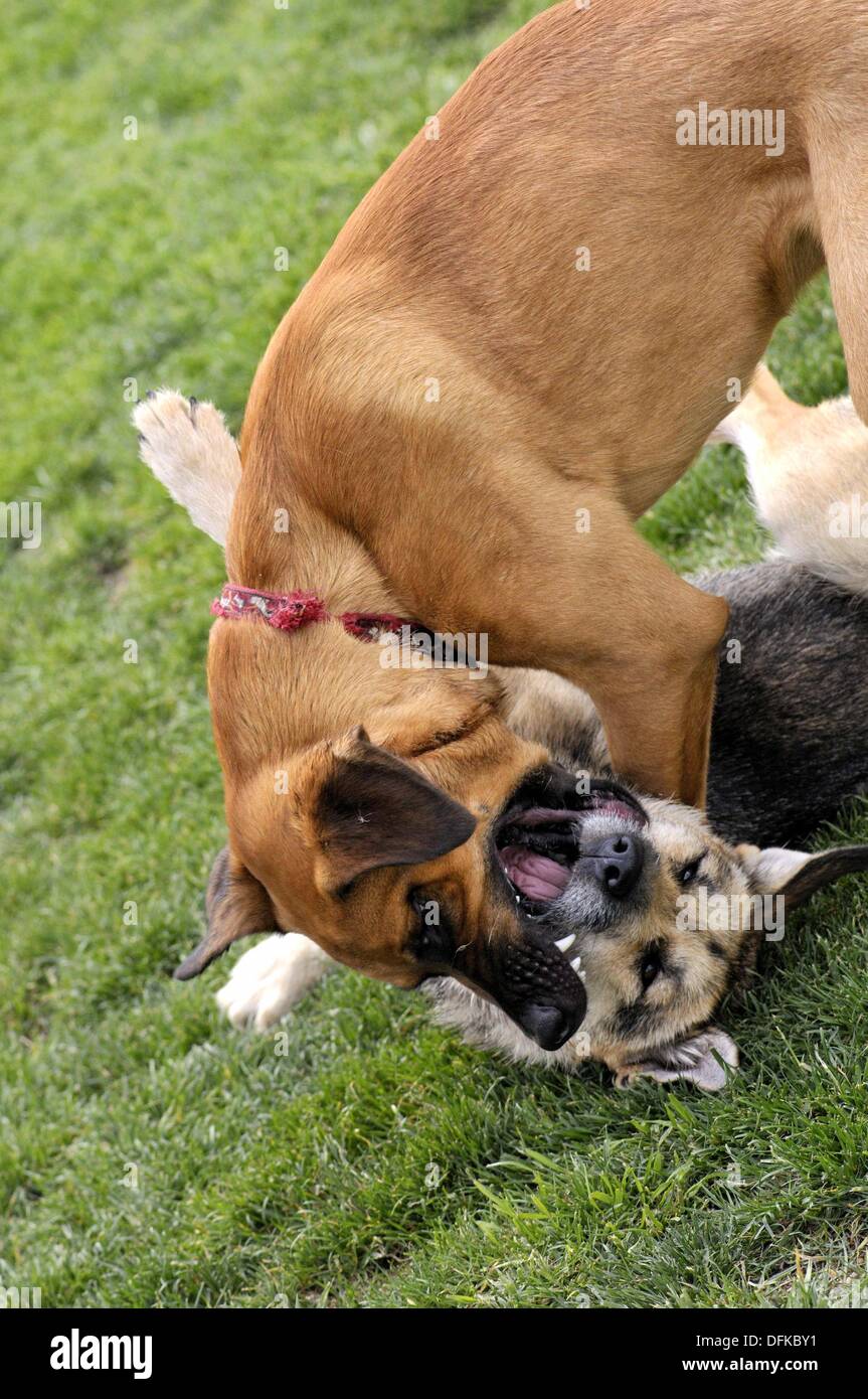 Rhodesian Ridgeback German Shepherd Boxer Mix
