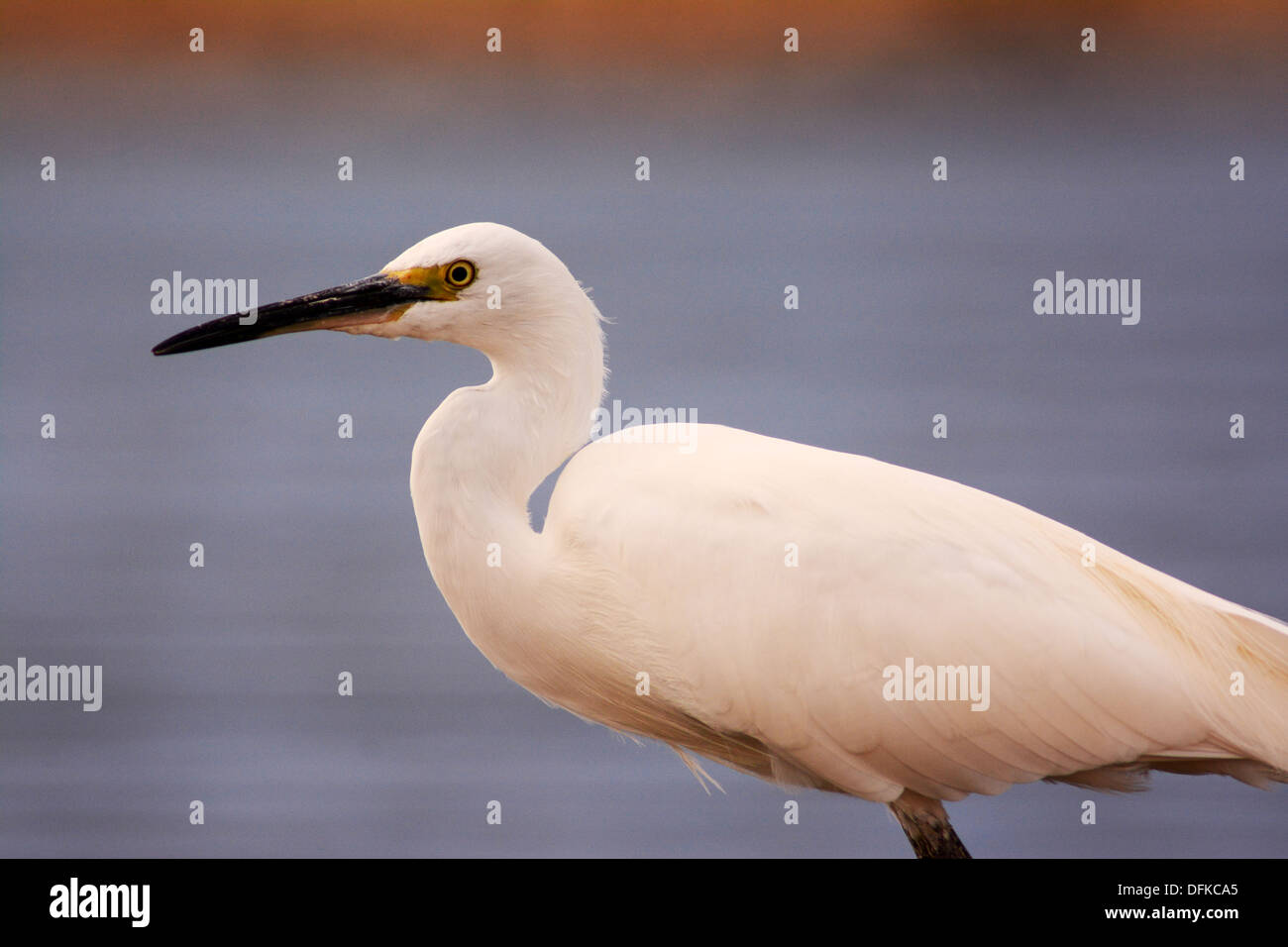 Little egret, Egretta garzetta, White heron Stock Photo - Alamy