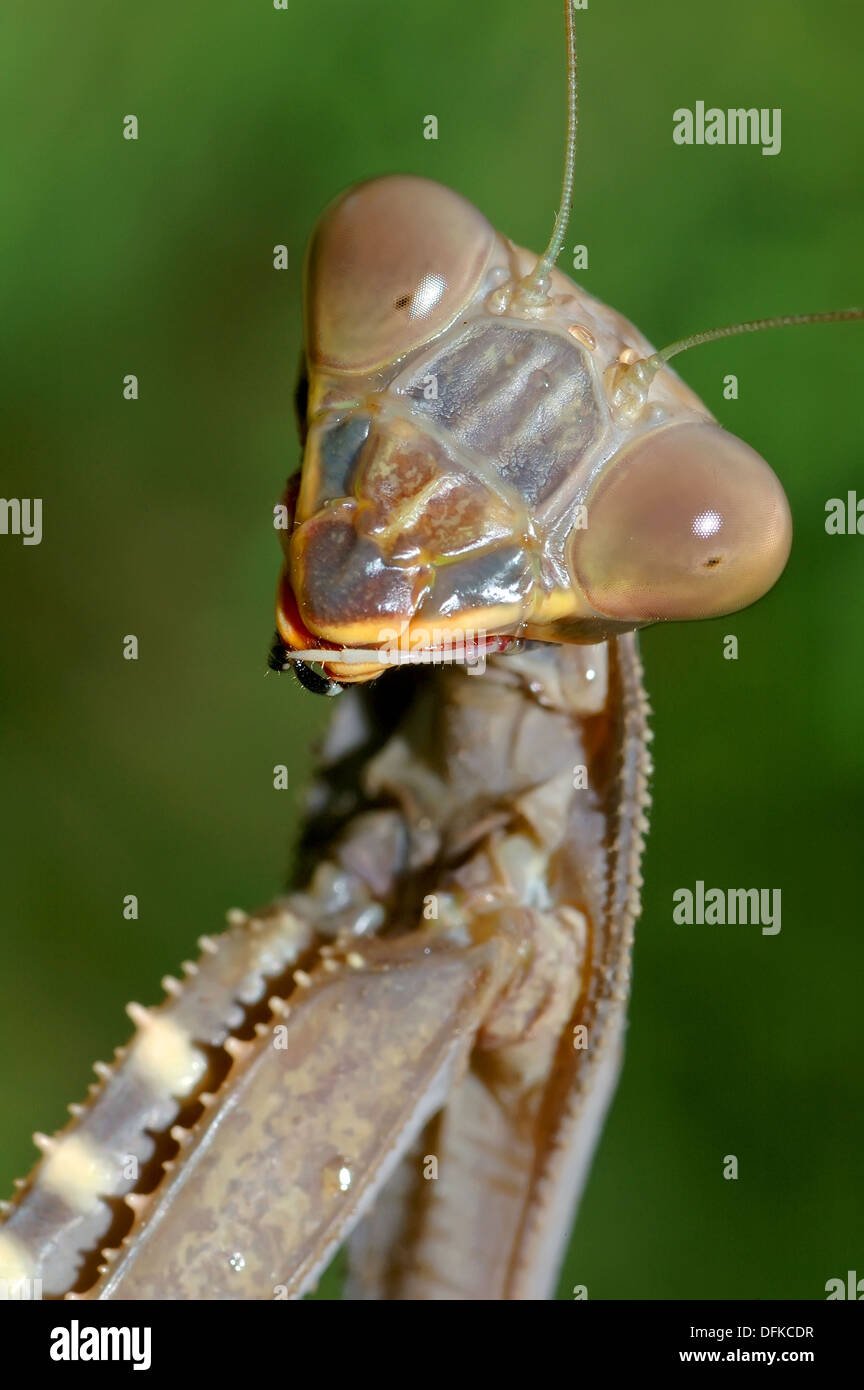 Praying Mantis head, Close-up, Portrait Stock Photo - Alamy