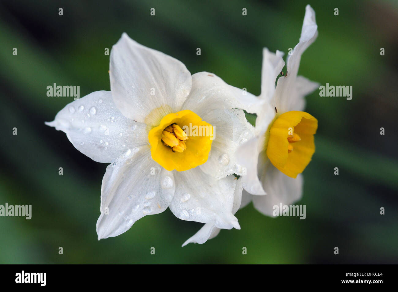 Daffodil, Narcissus flower Stock Photo - Alamy