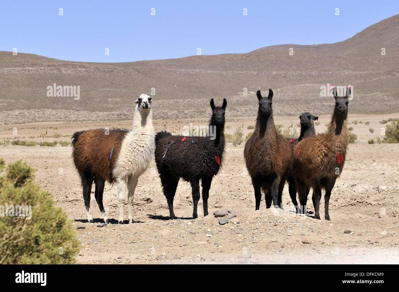 Lama is the modern genus name for two South American camelids, the wild ...