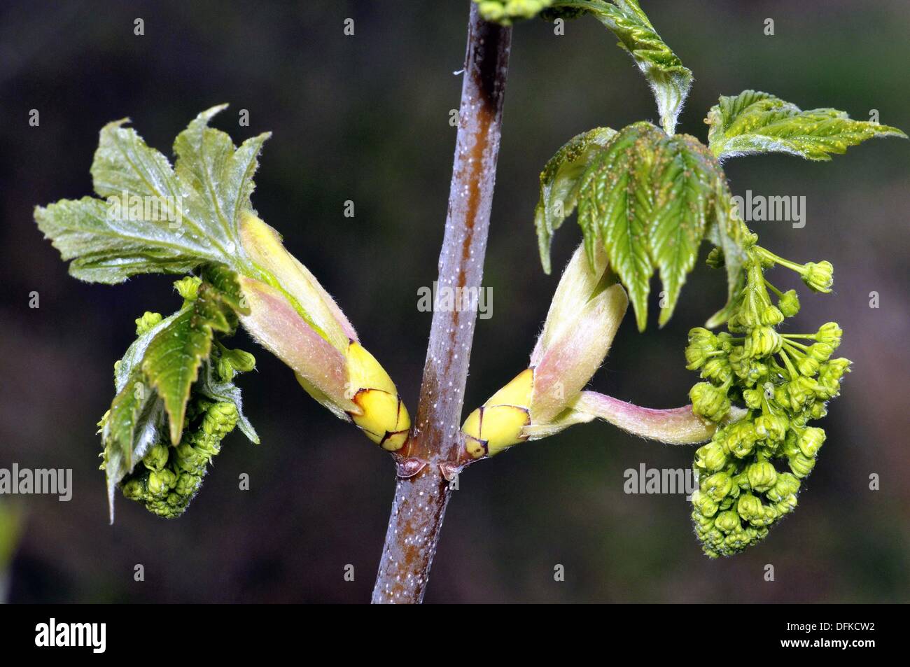Fraxinus Sp High Resolution Stock Photography and Images - Alamy