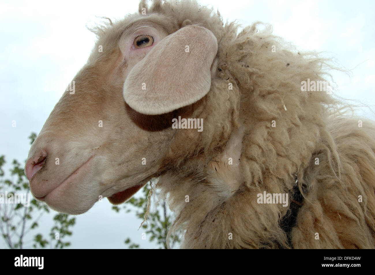 Sheep head, Wool Stock Photo - Alamy