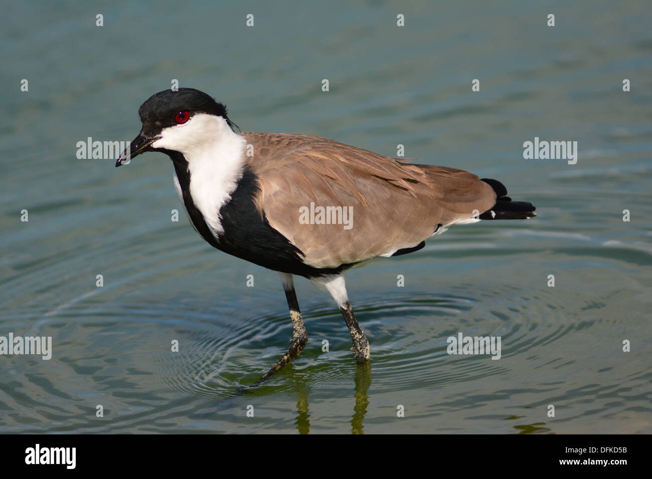 Spur-winged Lapwing, Spur-winged Plover, Vanellus spinosus Stock Photo ...