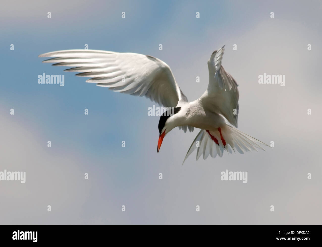 Common Tern,Sterna hirundo, hovering in mid air Stock Photo - Alamy