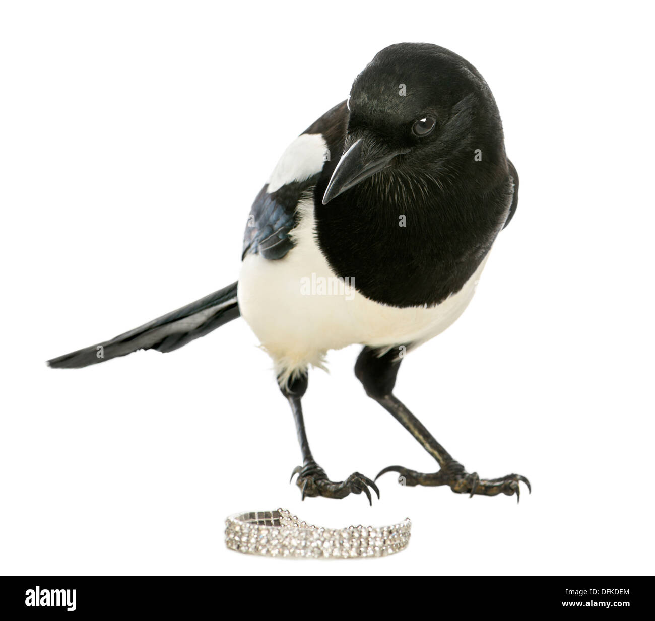 Curious Common Magpie looking at the camera with jewelery, Pica pica ...