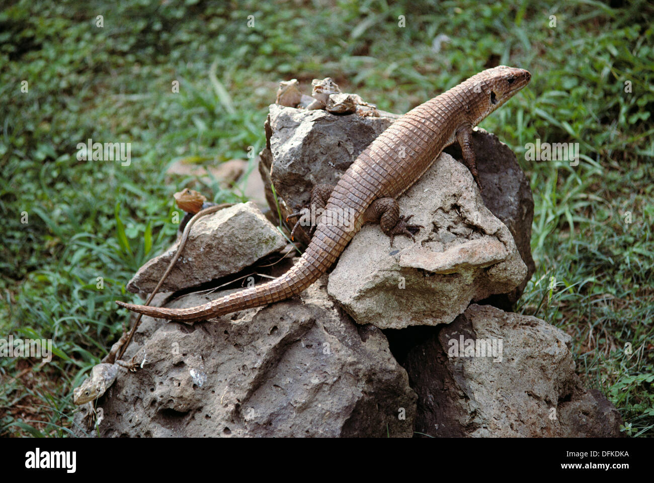 Sudan plated lizard hi-res stock photography and images - Alamy