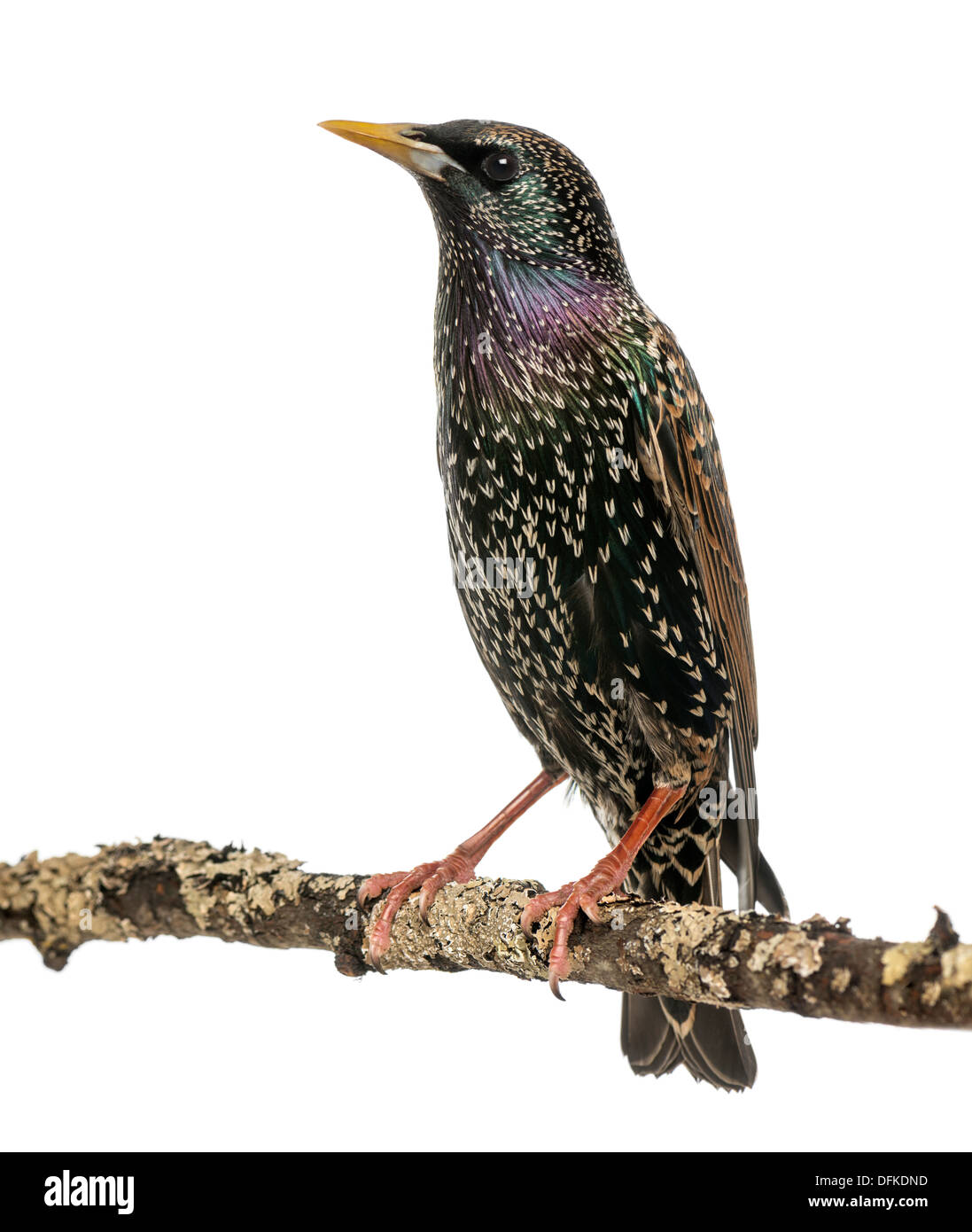 Common starling branch hi-res stock photography and images - Alamy