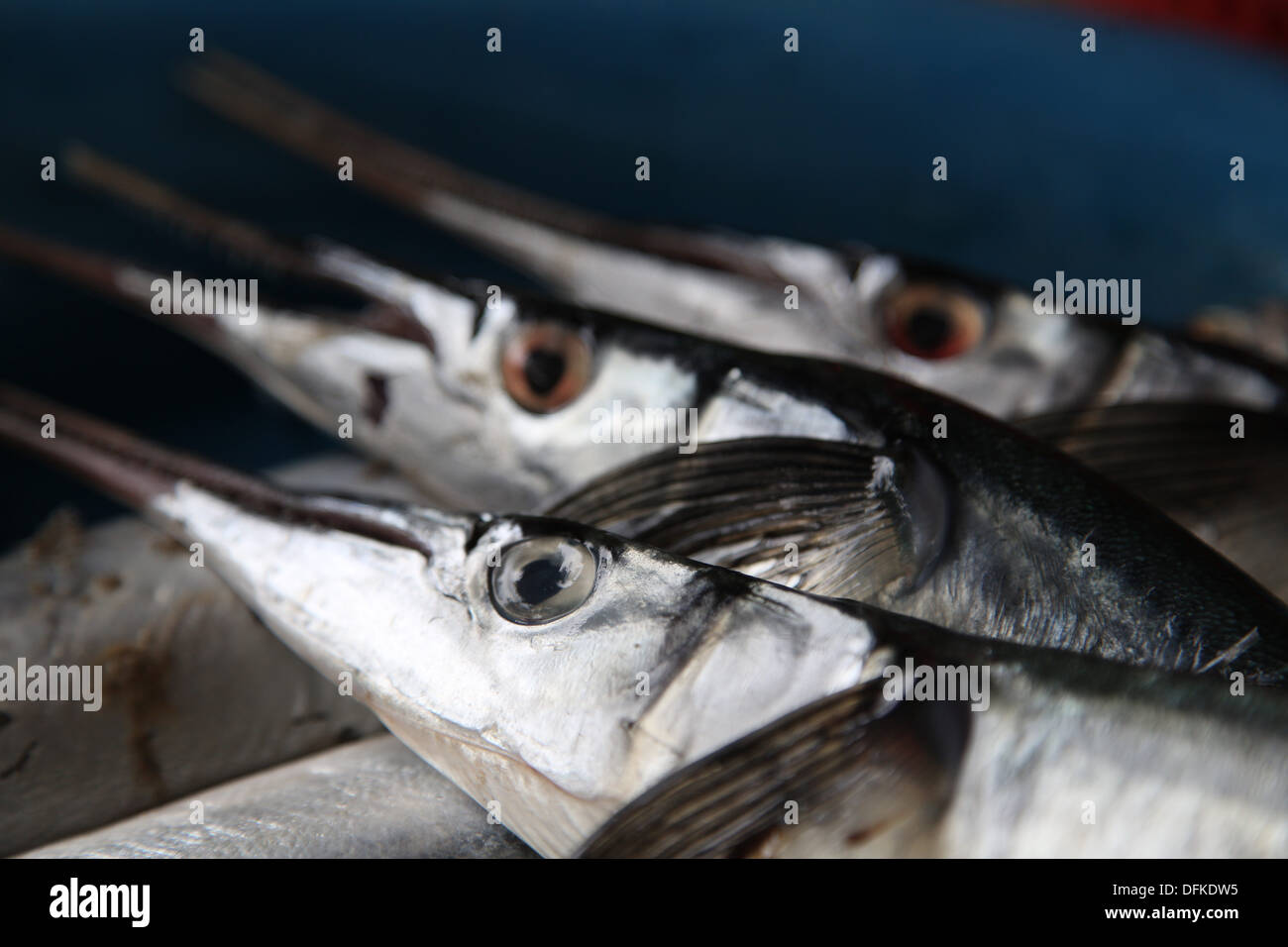 Half beak hi-res stock photography and images - Alamy