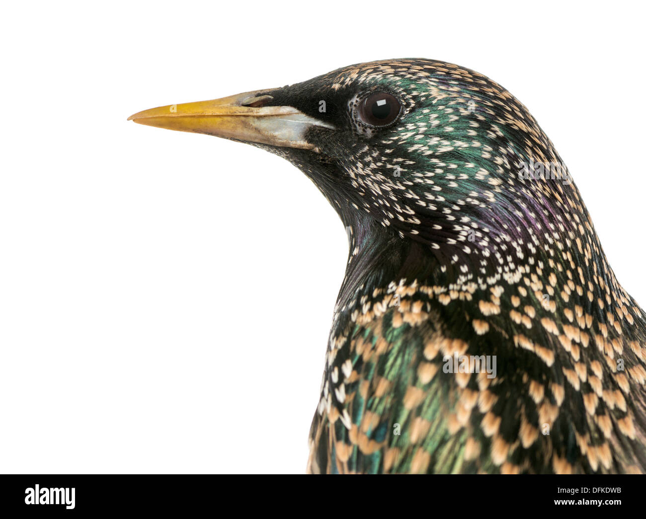 Close-up of a Common Starling, Sturnus vulgaris, against white ...
