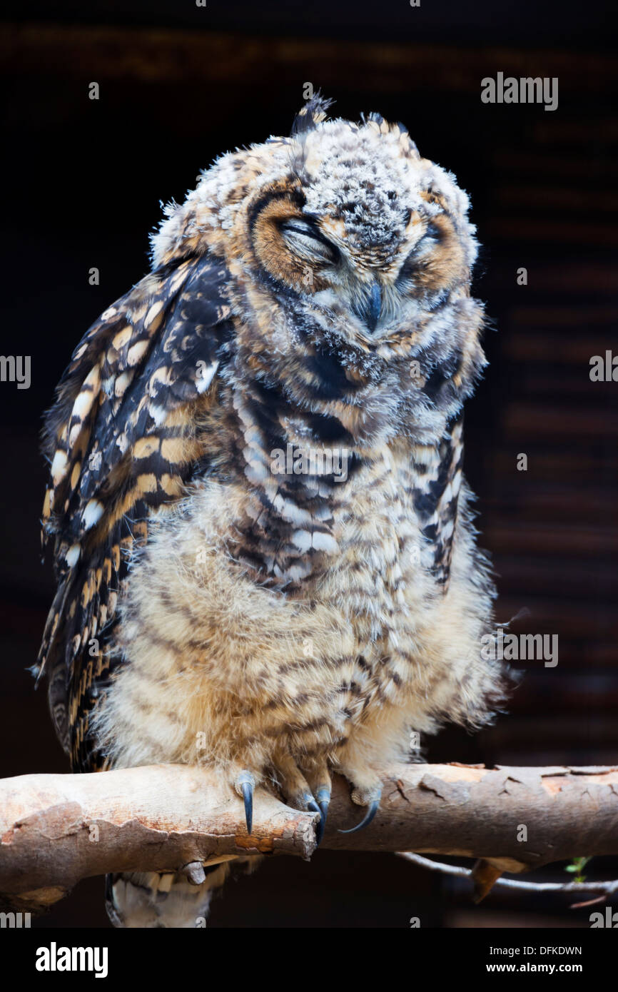 Scruffy bird hi-res stock photography and images - Alamy
