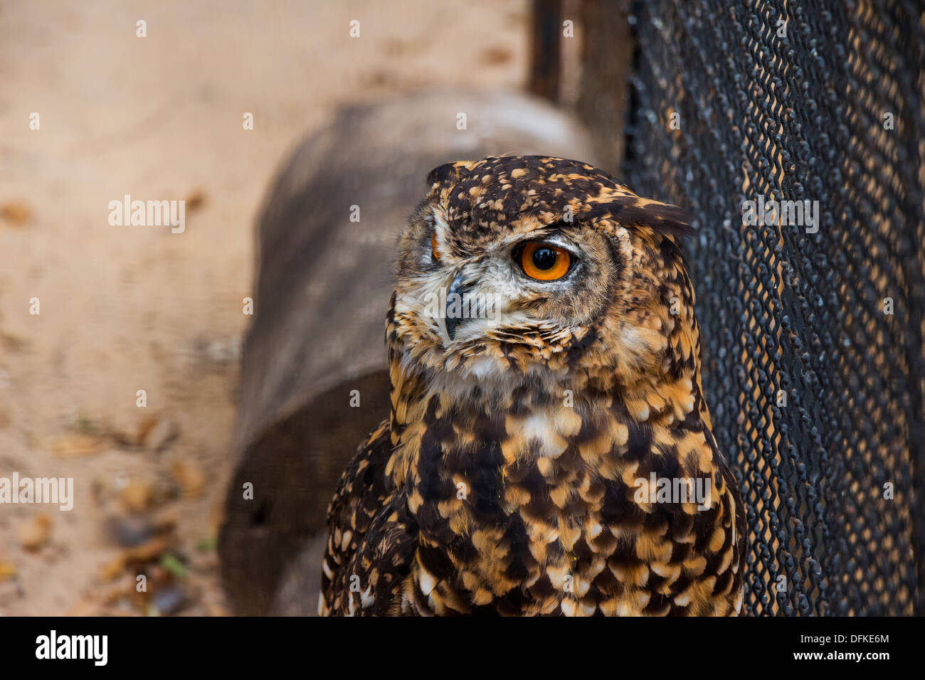 Scruffy bird hi-res stock photography and images - Alamy
