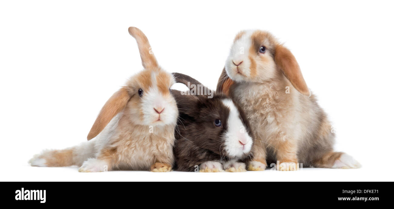 Mini Lop Rabbits