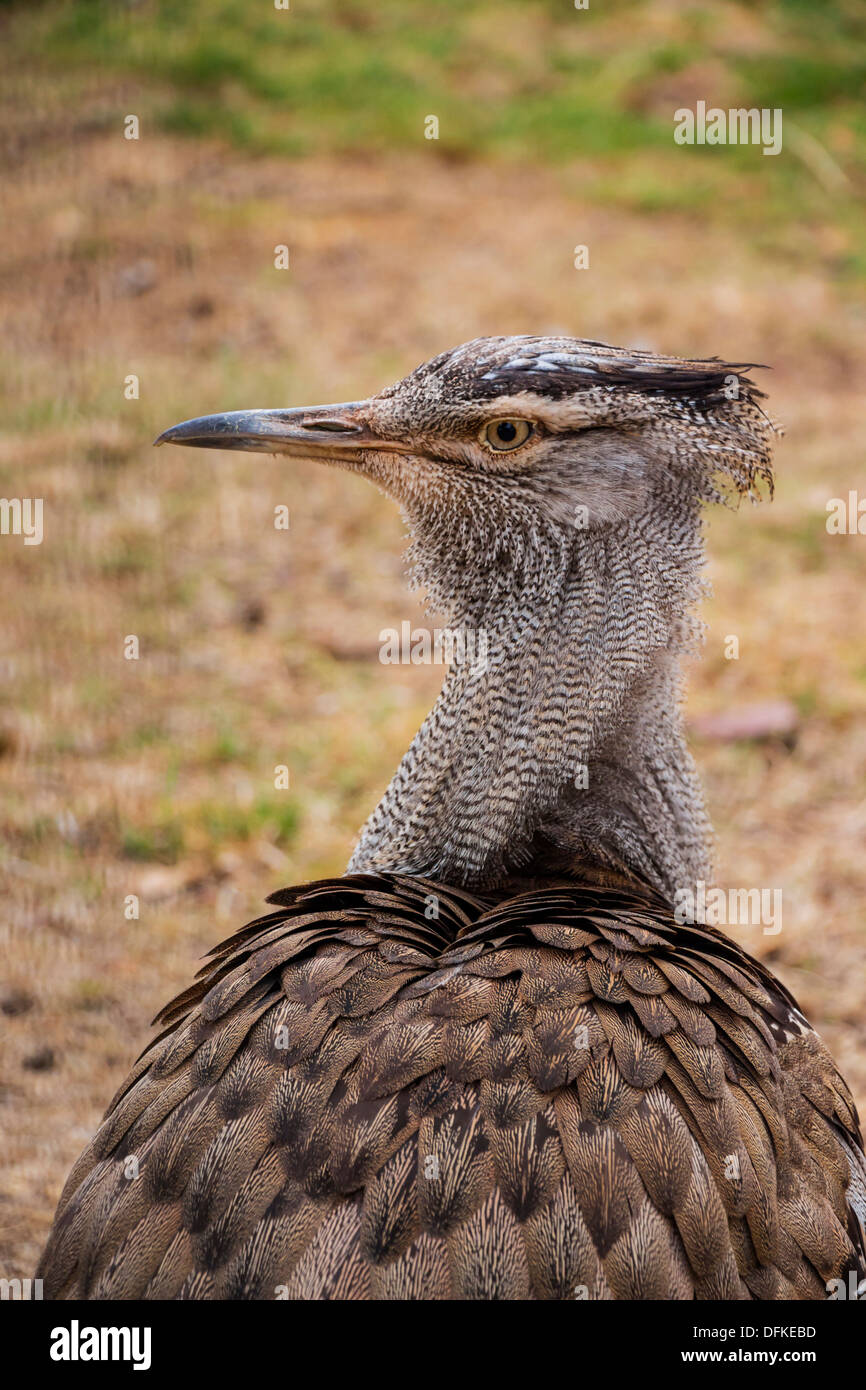 Big grey bird hi-res stock photography and images - Alamy