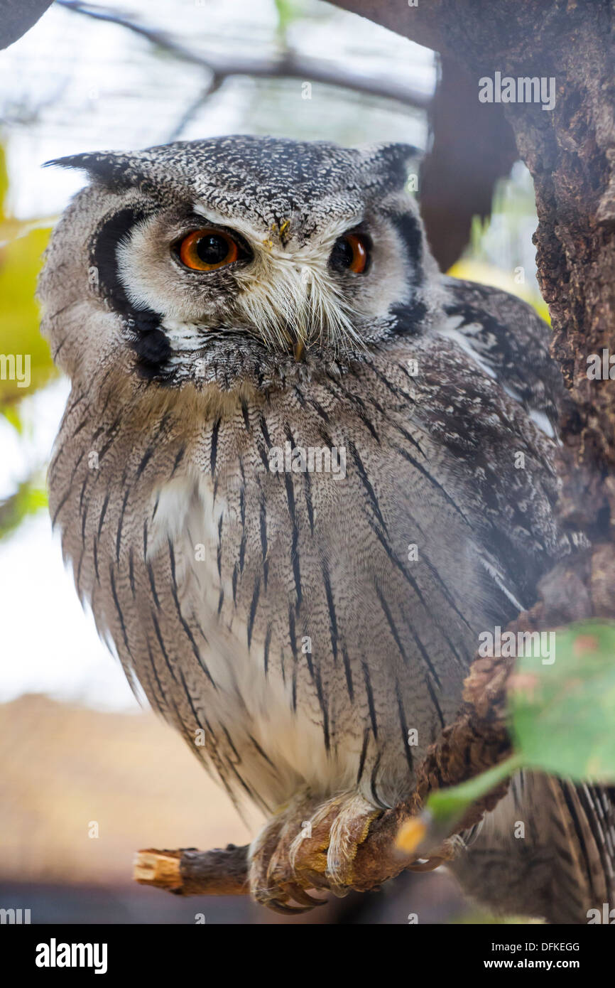 White faced scops owl hi-res stock photography and images - Alamy