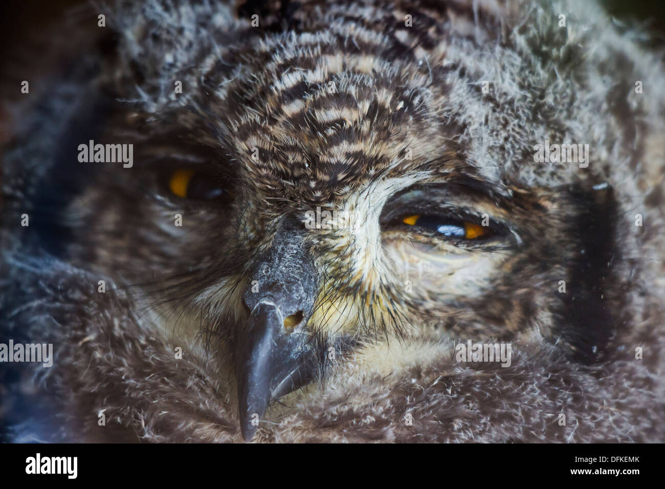 Scruffy bird hi-res stock photography and images - Alamy