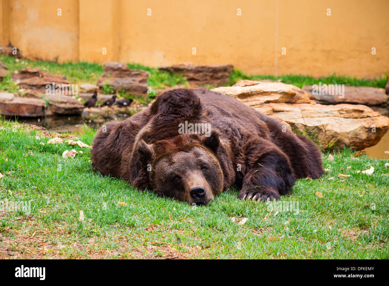Brown bear sleeping hi-res stock photography and images - Alamy