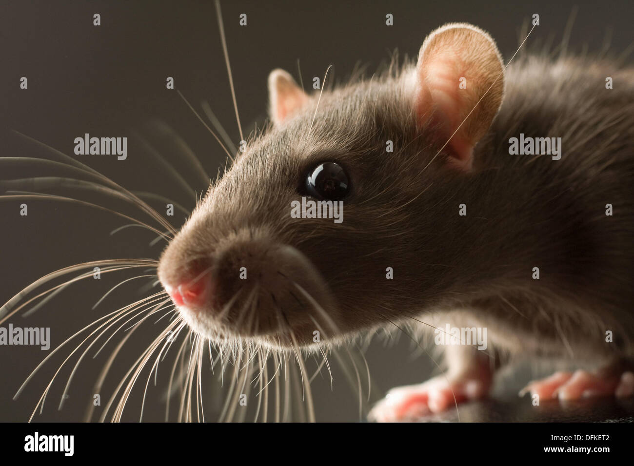 Rat shot hi-res stock photography and images - Alamy