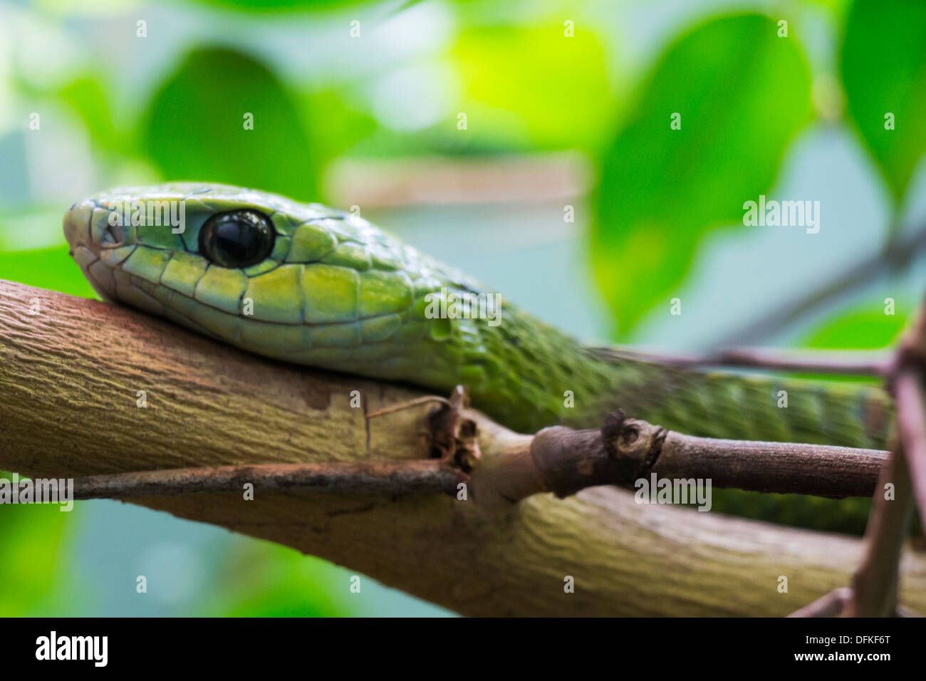 Boomslang snake hi-res stock photography and images - Alamy