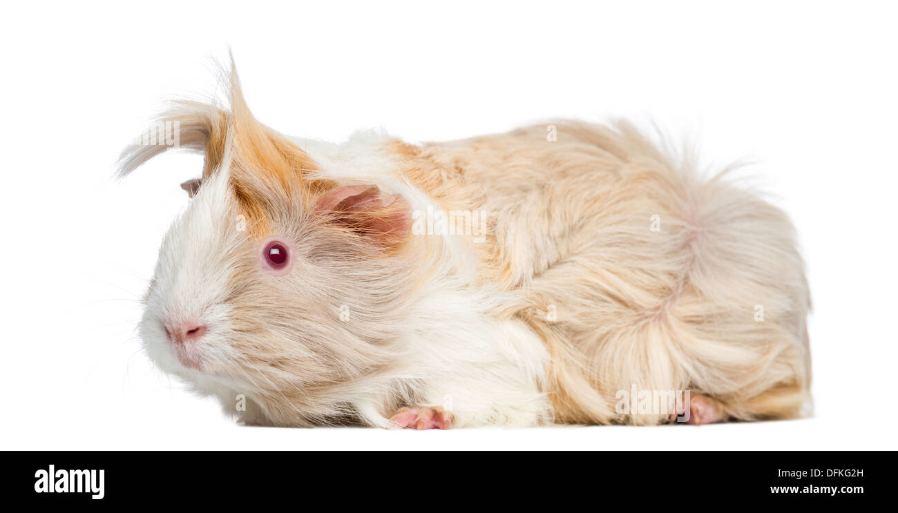 Side view of Peruvian Guinea Pig against white background Stock Photo ...